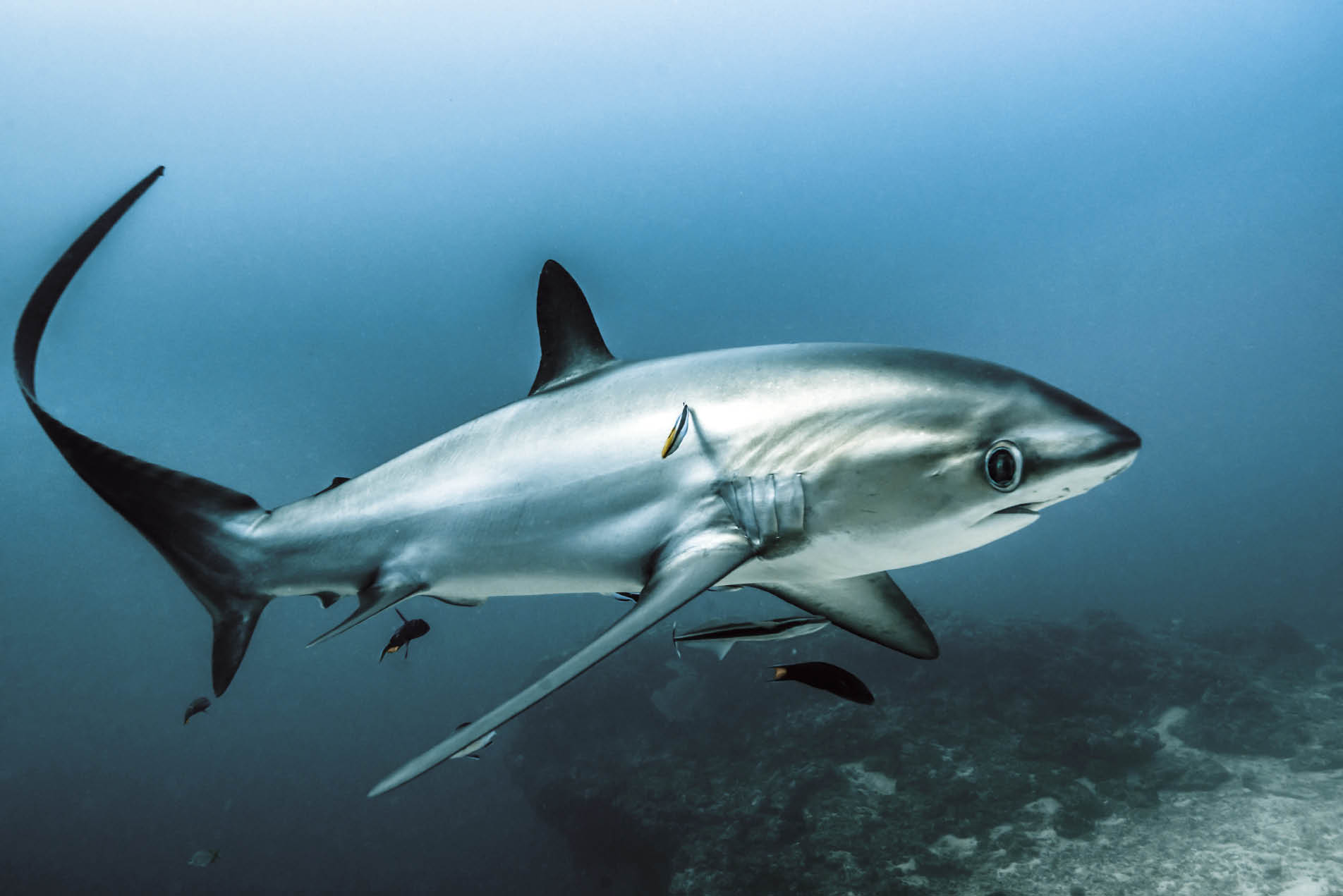Cool Shark Species